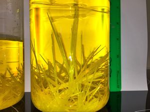 Picric acid - Sciencemadness Wiki