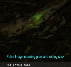 Sciencemadness Discussion Board - chemiluminescence from decaying stick ...